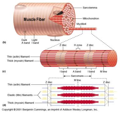 Muscle Biology & Physiology - Basic Science - Orthobullets